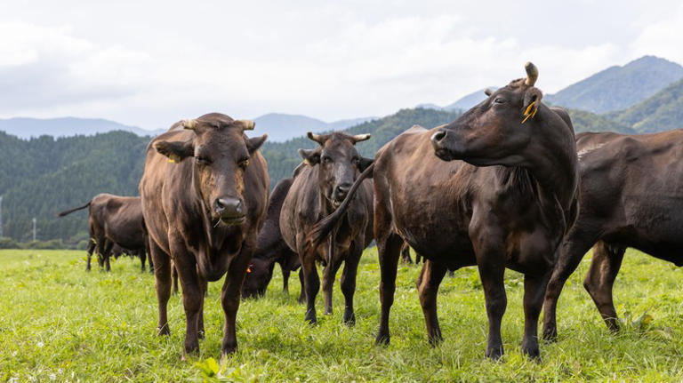 Why Knowing The Different Breeds Of Beef Makes All The Difference