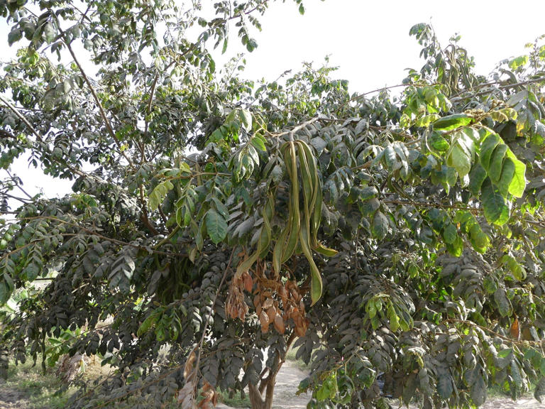 Guía completa de cuidados del árbol pacay: cultivo, prevención y beneficios