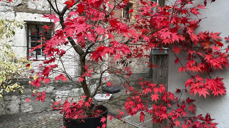 The Fast-Growing Japanese Maple Tree That'll Look Gorgeous In Your Yard ...