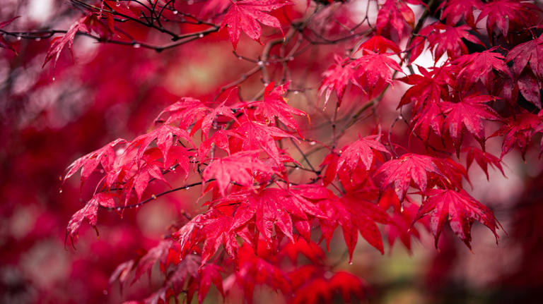 The Fast-Growing Japanese Maple Tree That'll Look Gorgeous In Your Yard ...