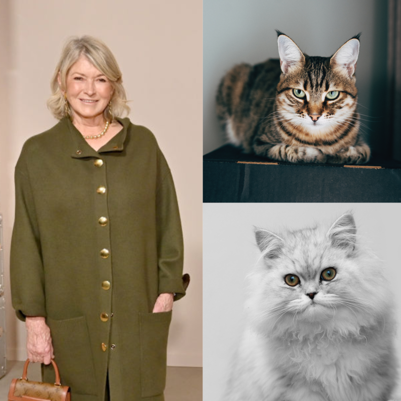 Martha Stewart’s Latest Cat Update Will Melt Your Heart