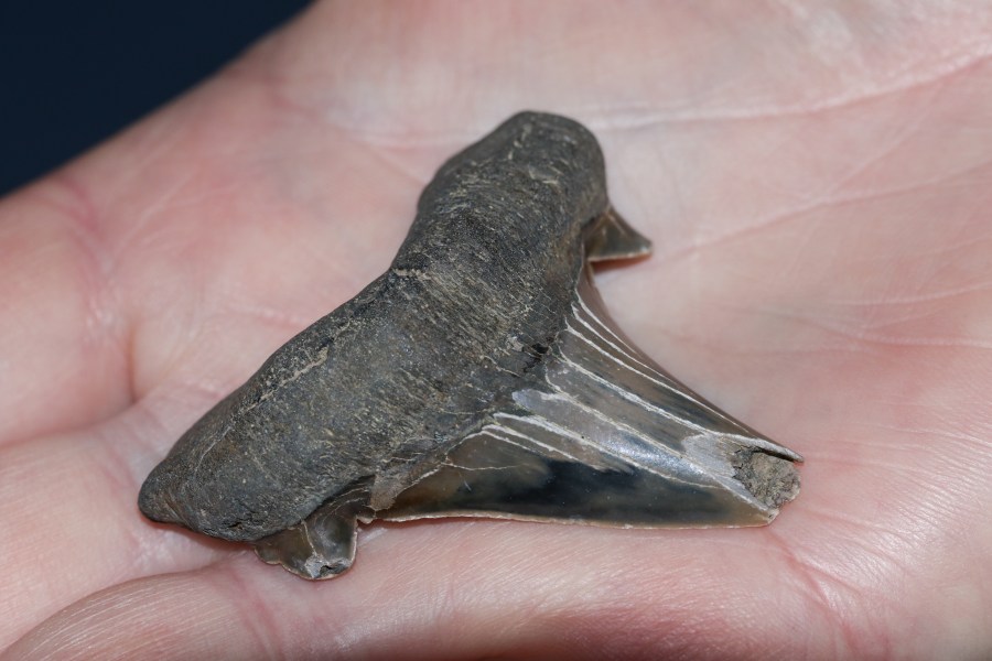 What are the best places to look for fossils in Kansas?