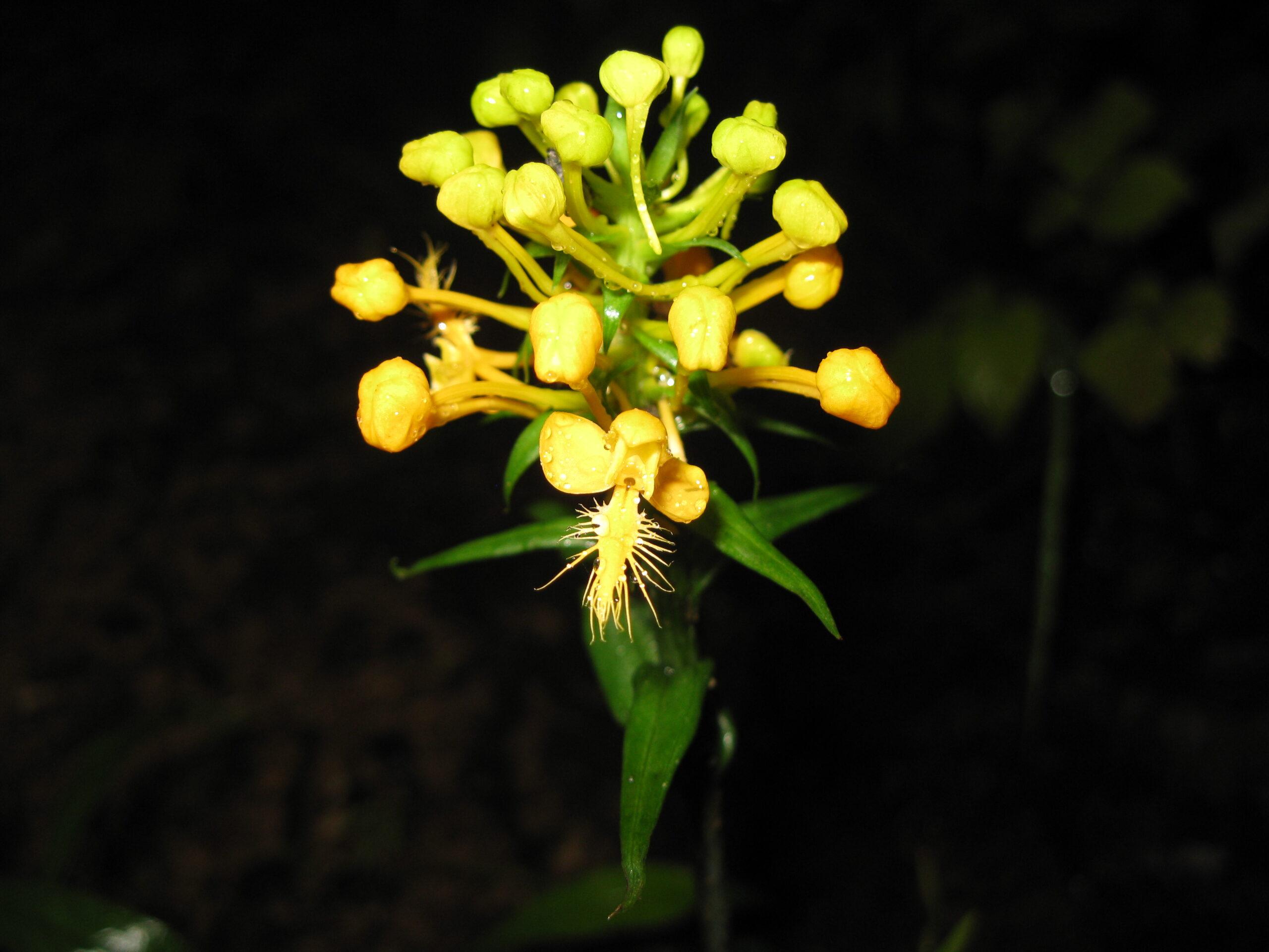 Palanthera ciliaris: guía experta de cultivo, características y ...
