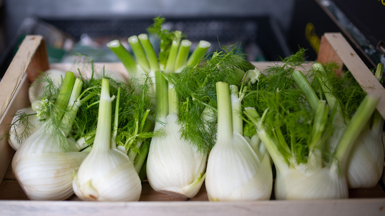 The Ultimate Guide To Fennel, From Fronds To Seeds