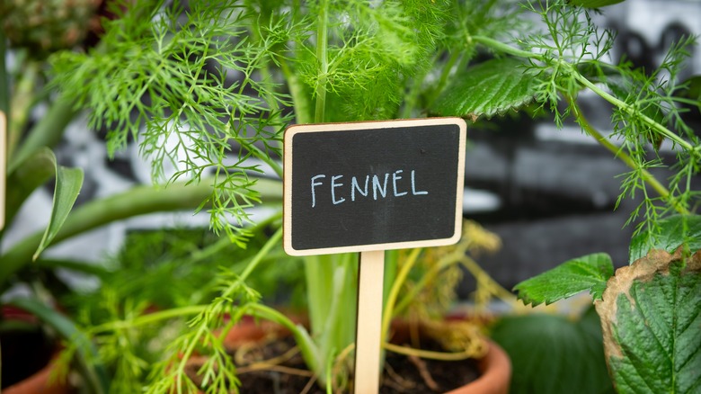 The Ultimate Guide To Fennel, From Fronds To Seeds