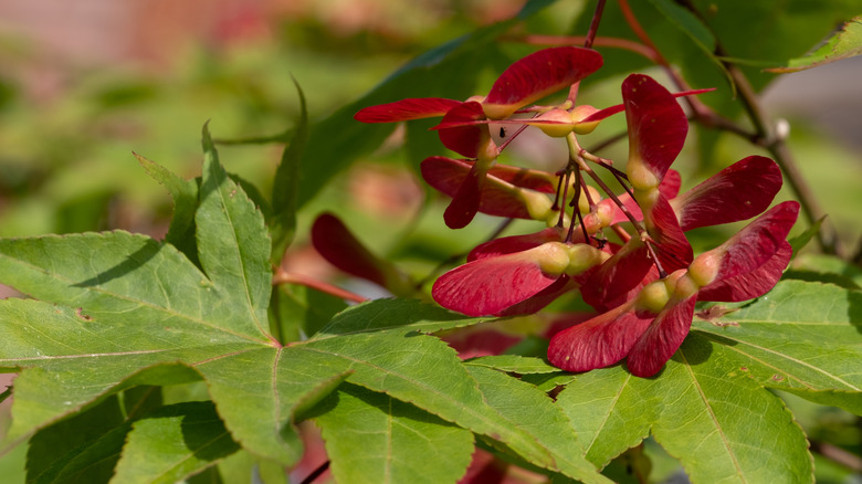 The Fast-Growing Japanese Maple Tree That'll Look Gorgeous In Your Yard ...