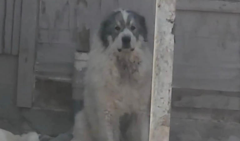 Pack of 16 dogs attacks teen on jog in California