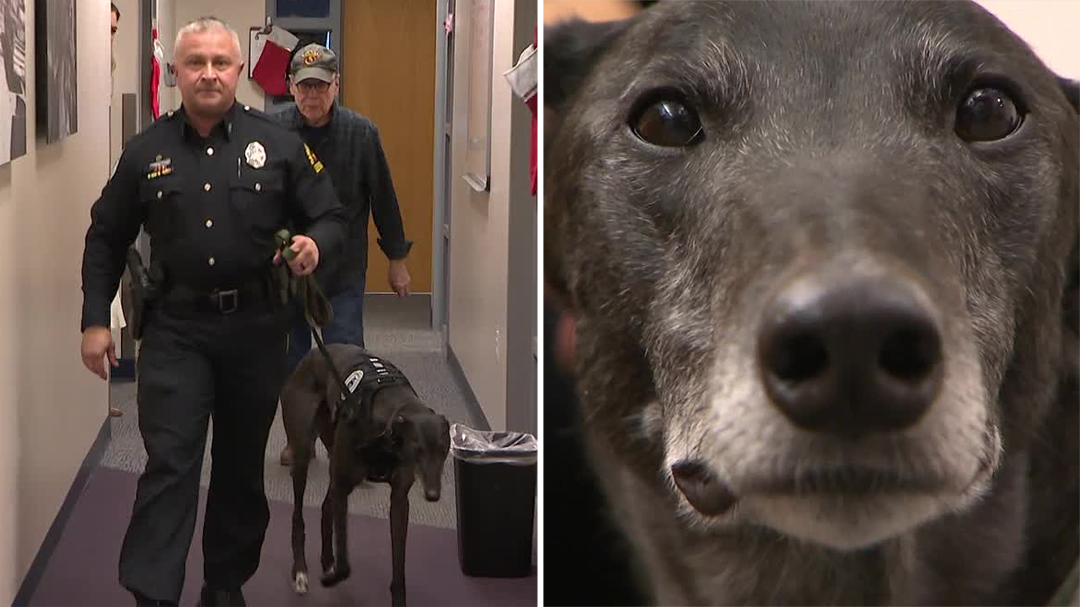 Tasmanian government pulls the plug on greyhound racing