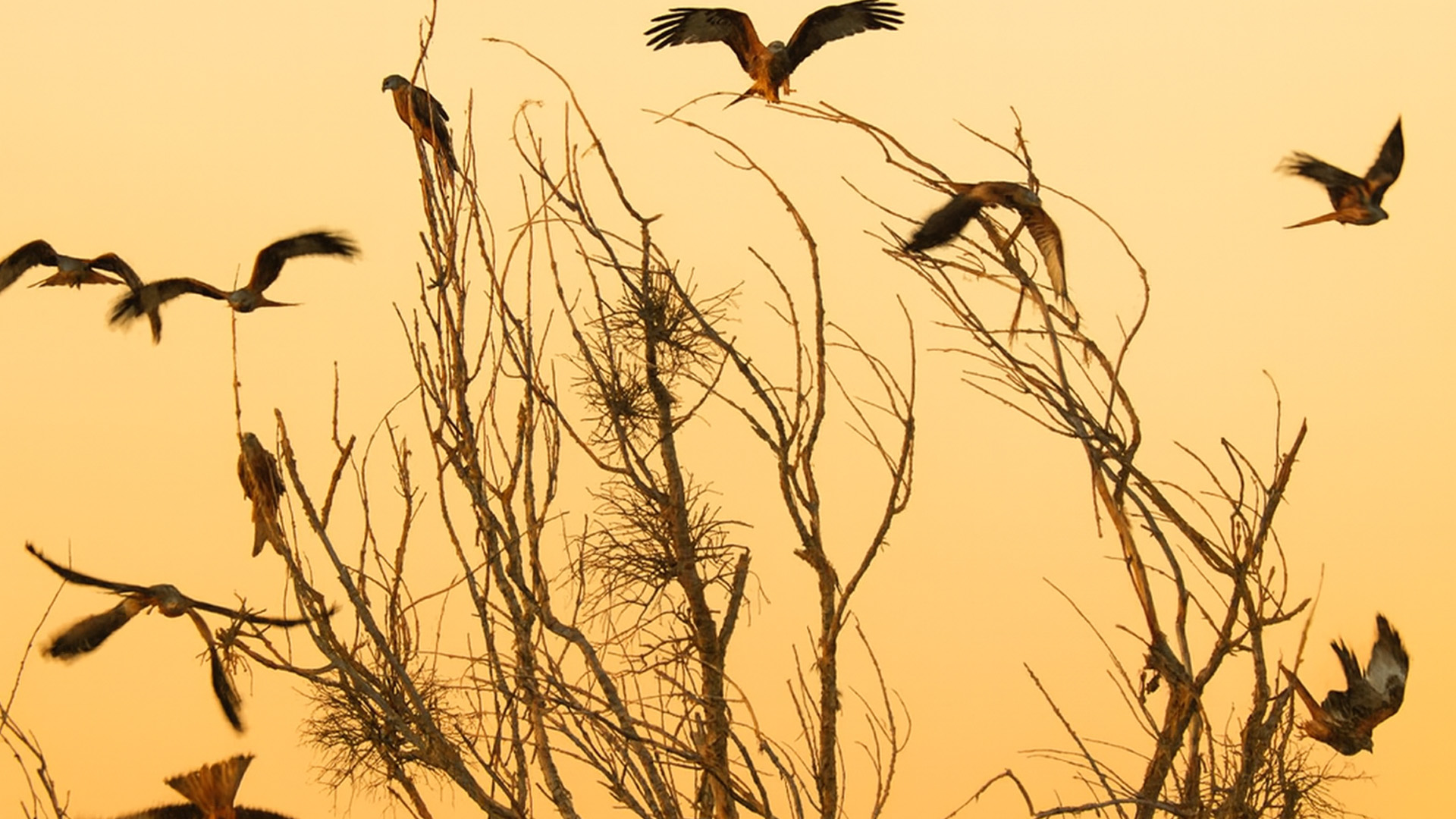 Roost of red kites – A sky full of birds of prey