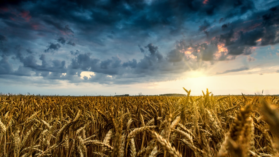 Changes in America's Corn Belt: Trends and Implications for Agriculture