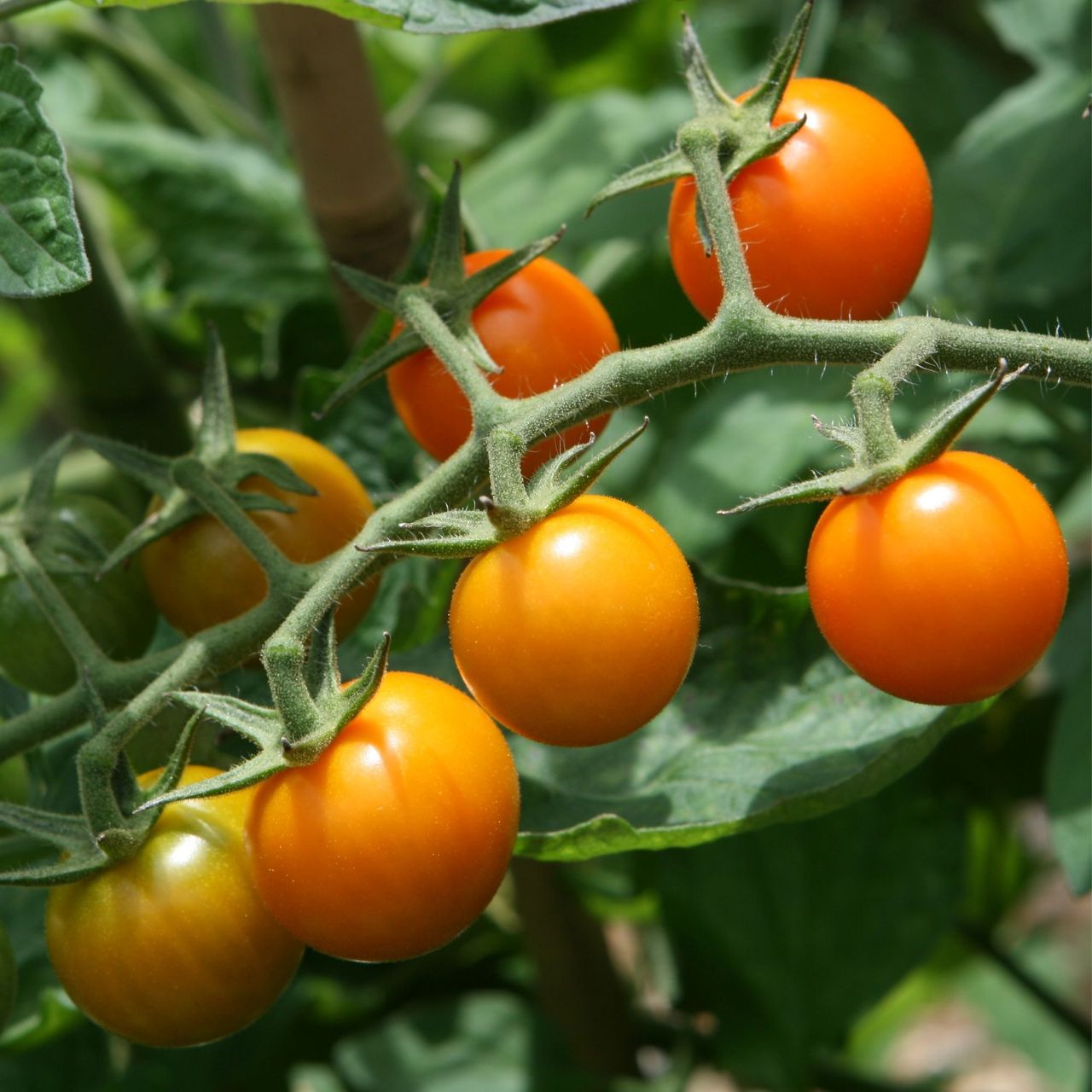 This is the best type of fertiliser for ripening tomatoes – it'll help ...
