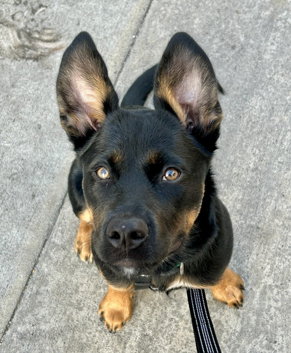 Mysterious Dog Deaths Rattle Venice Canals Community