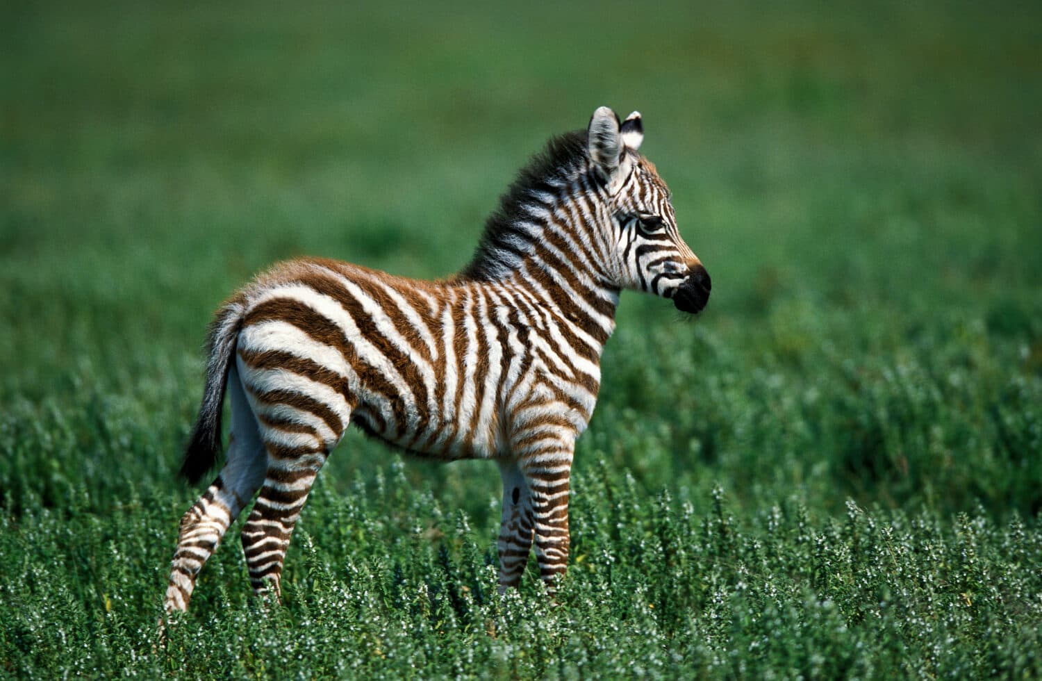 Tytan and Notty: How a zebra foal and baby rhino forge a bond stronger ...