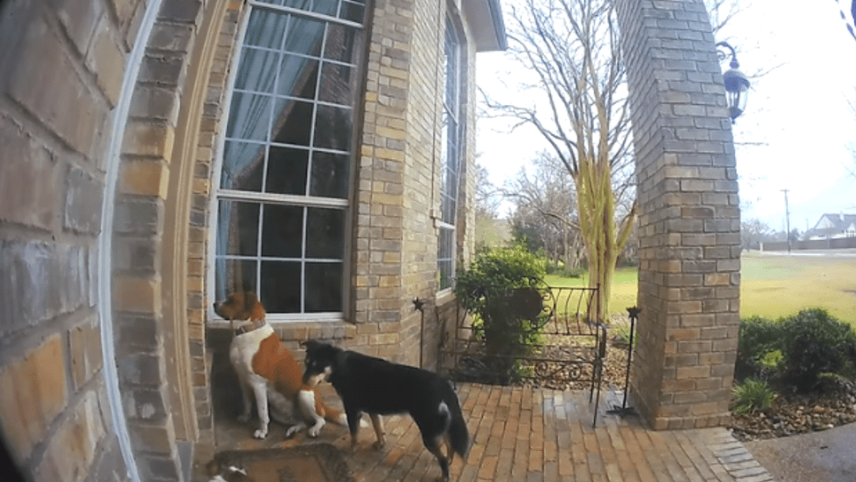 Dogs learn to ring doorbell to let owners know they want to come inside ...
