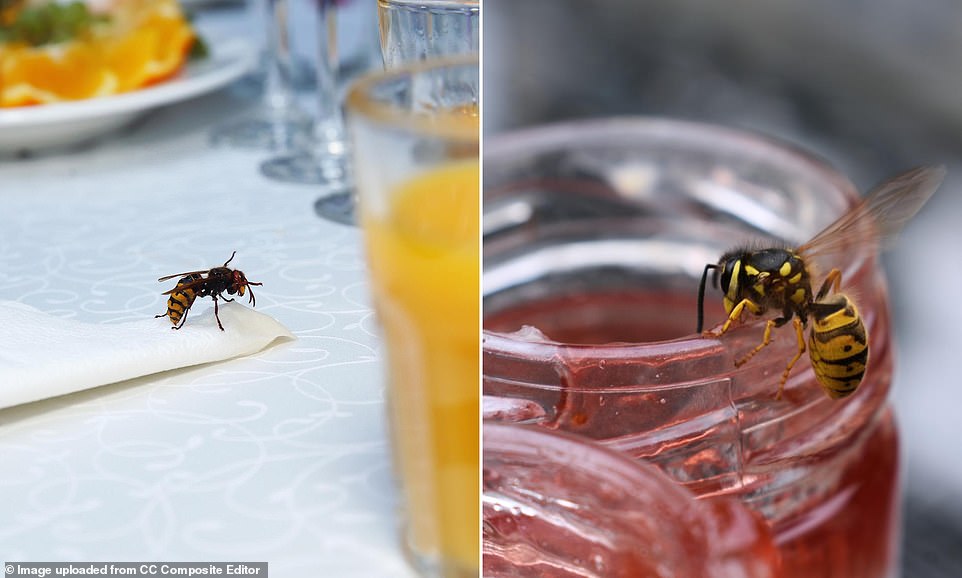 What you should really do if wasps gatecrash your picnic