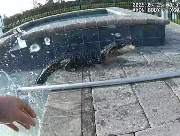Deputy In Florida Fishes Grumpy Gator From Swimming Pool With Bare Hands