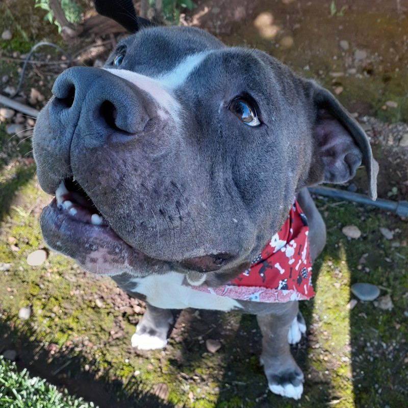 Clever Dog Has the Internet Impressed With His On-Point Tic-Tac-Toe Skills