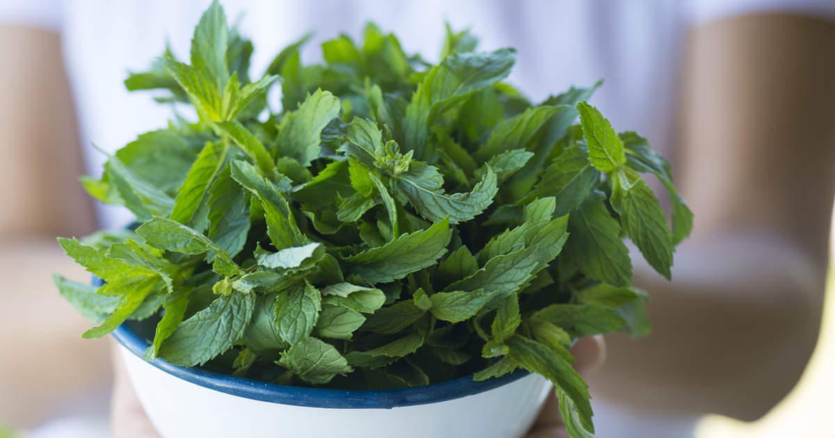 Mentha aquatica: Cuidados esenciales, cultivo y usos prácticos