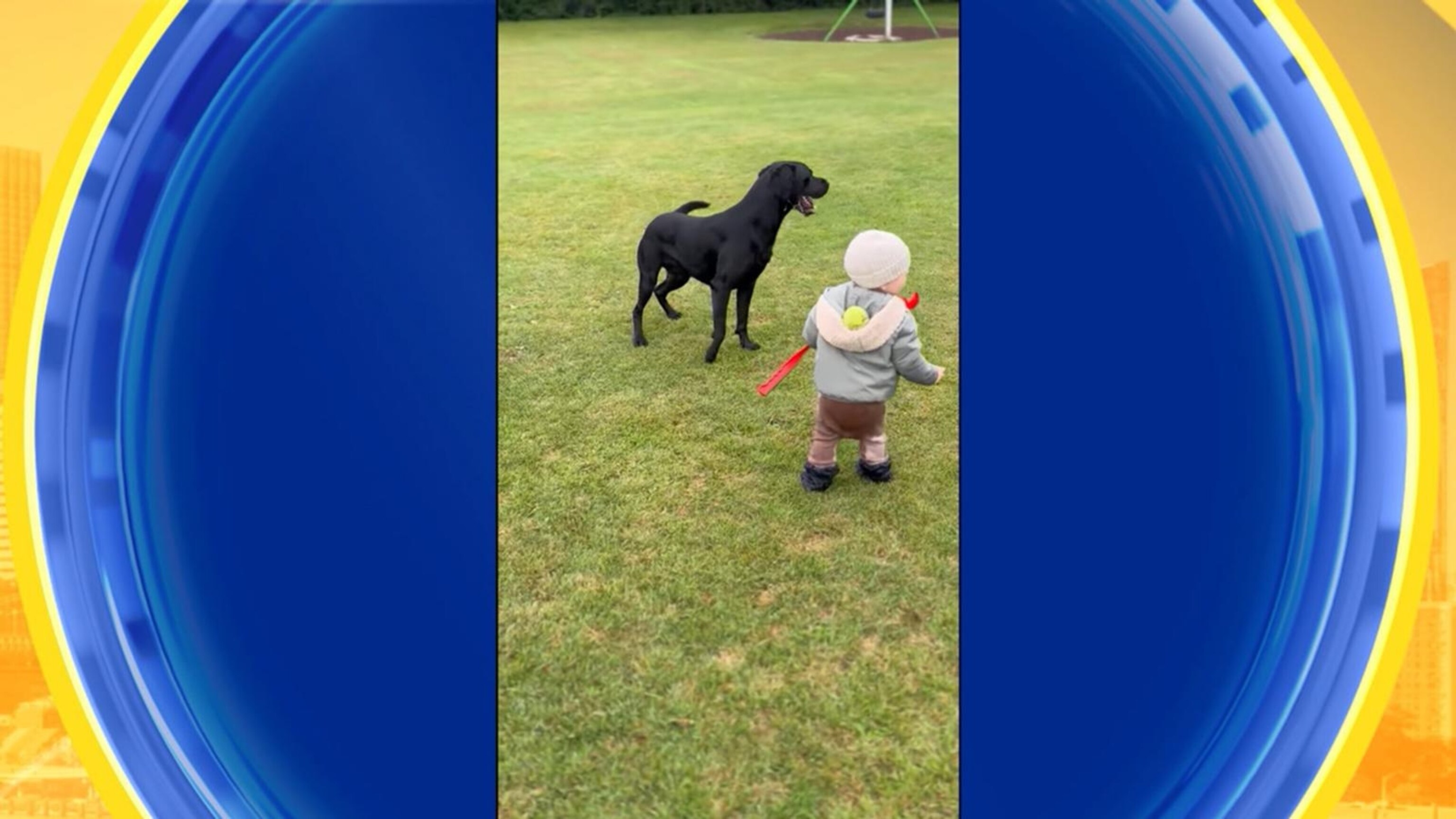 Toddler and dog stunned by disappearing ball