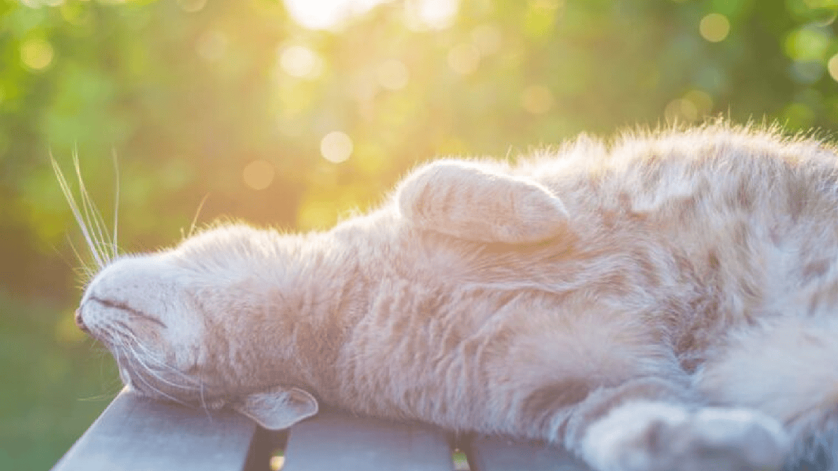 Do Cats Sweat? Unveiling the Surprising Truth Behind Feline Cooling ...