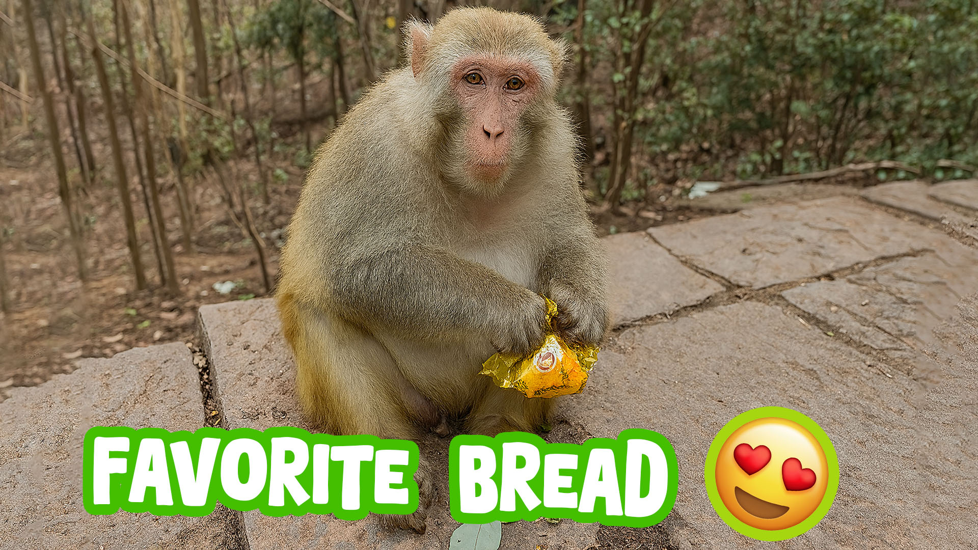 Monkey Enjoying Its Favorite Bread