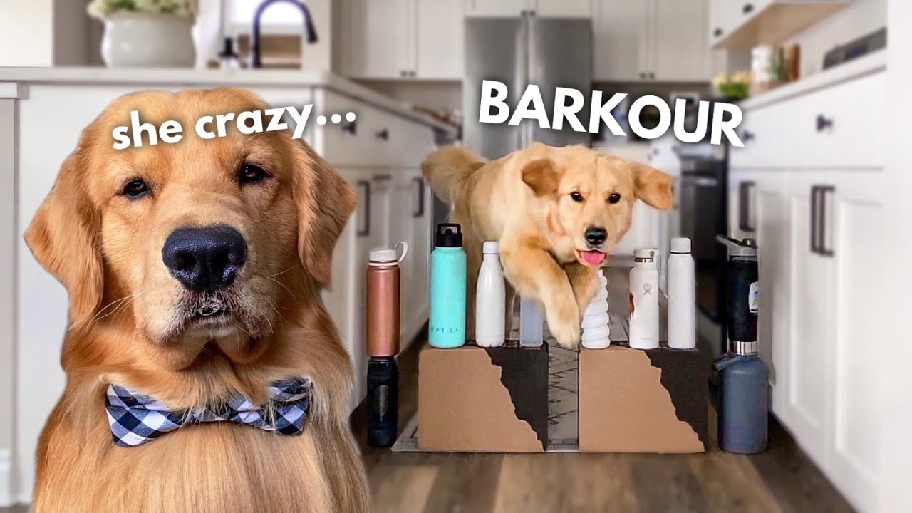 Funny Golden Retriever Tries an Obstacle Course Challenge