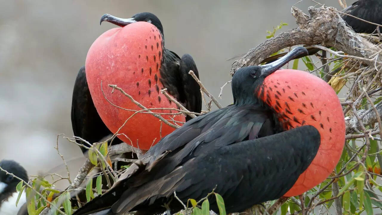 8 Birds That Look Straight Out of a Horror Movie