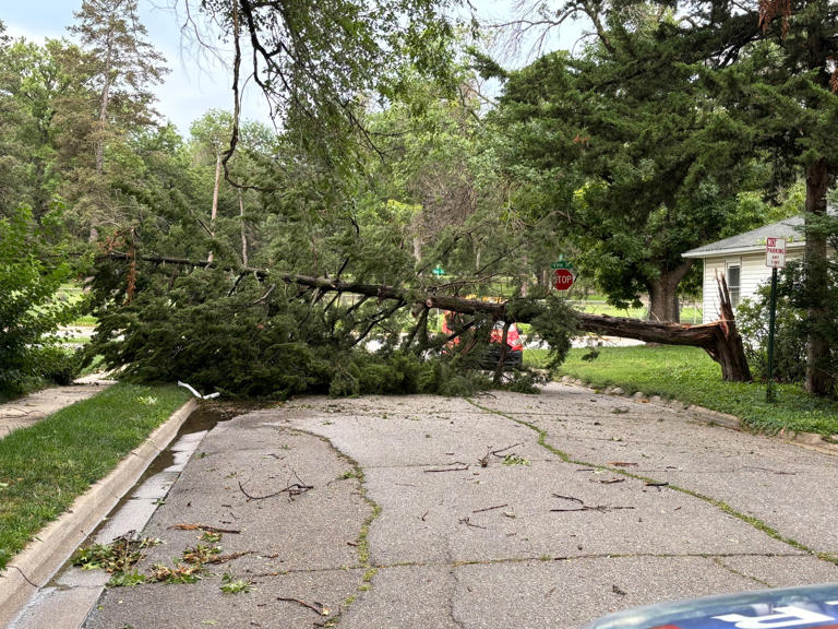 How to report and get rid of downed trees in Lincoln
