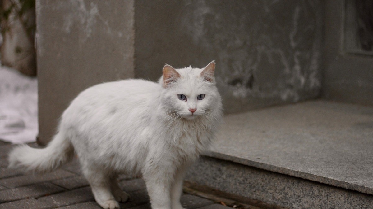 10 clear signs that you're making your cat so happy that he wants to ...