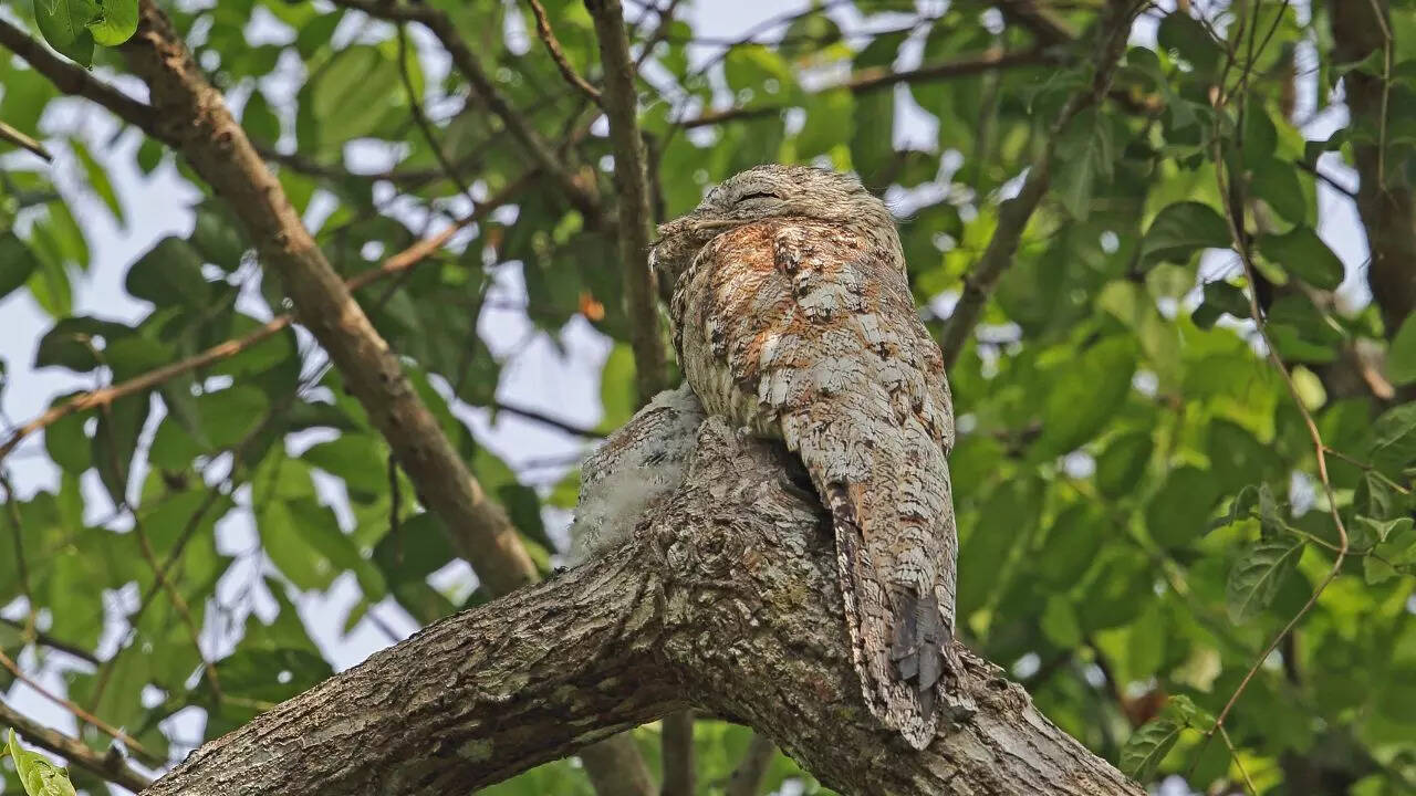 8 Birds That Look Straight Out of a Horror Movie