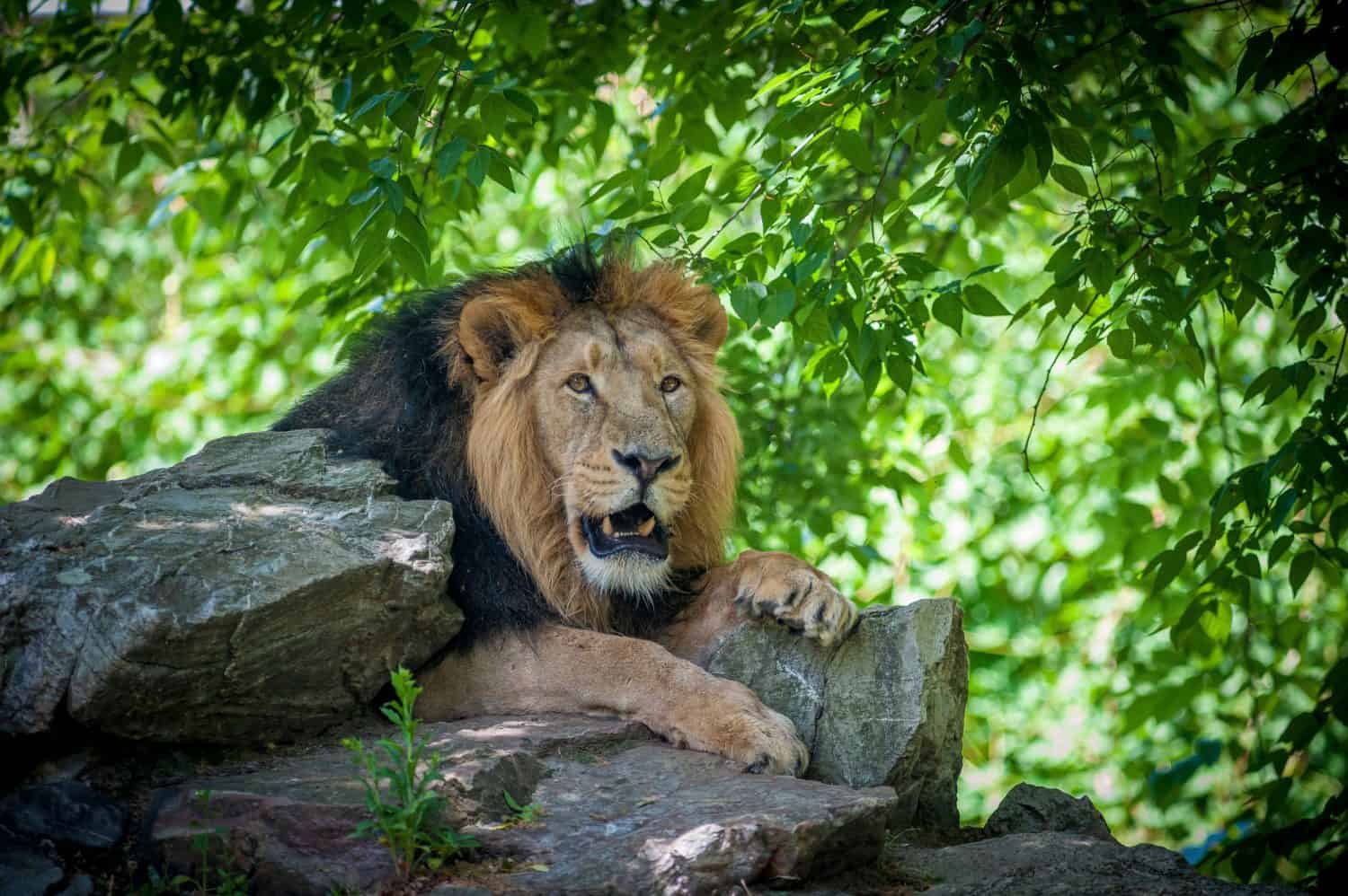 The Largest Lion on Record Weighed More than a Grizzly