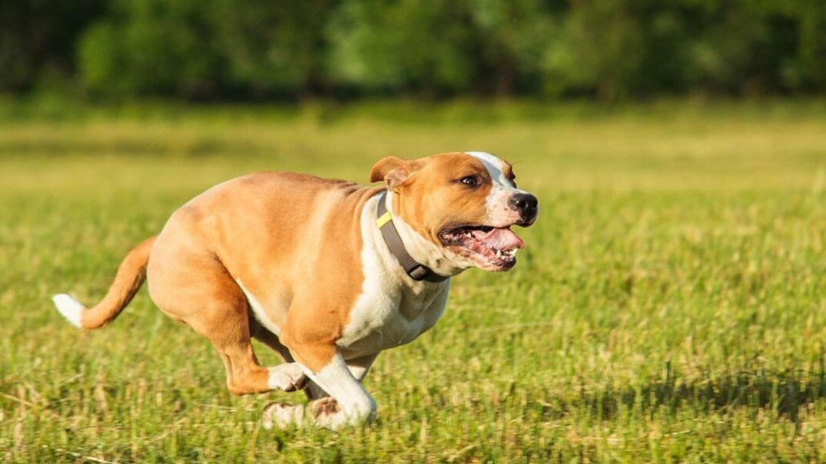 How much exercise do Staffordshire Bull Terriers need?