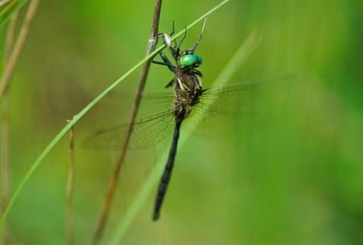 Extremely rare dragonfly spotted in southern Missouri
