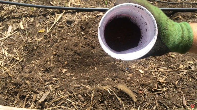 6 Edible Plants You Can Add Coffee Grounds To For A Thriving Garden