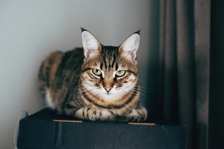 Martha Stewart’s Latest Cat Update Will Melt Your Heart