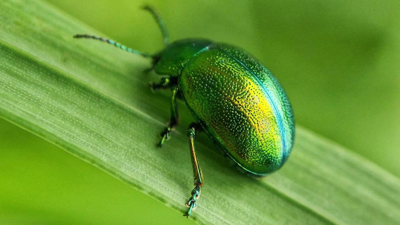 Think Insects Are Ugly? These 5 Will Change Your Mind