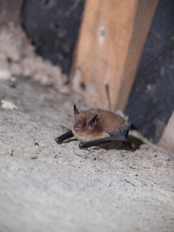 Summertime bat sightings aren’t unusual, but here is why you should ...