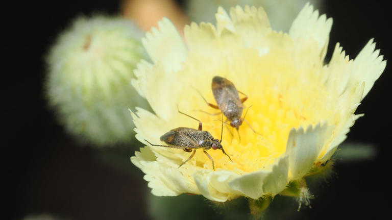 The Best Method For Keeping Chinch Bugs Out Of Your Yard And Garden
