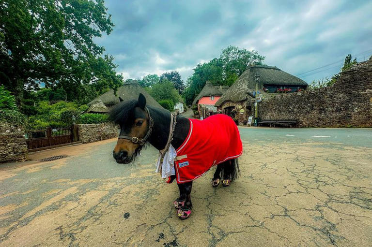 Devon's most unlikely star now attracts 'Brad Pitt' levels of fame