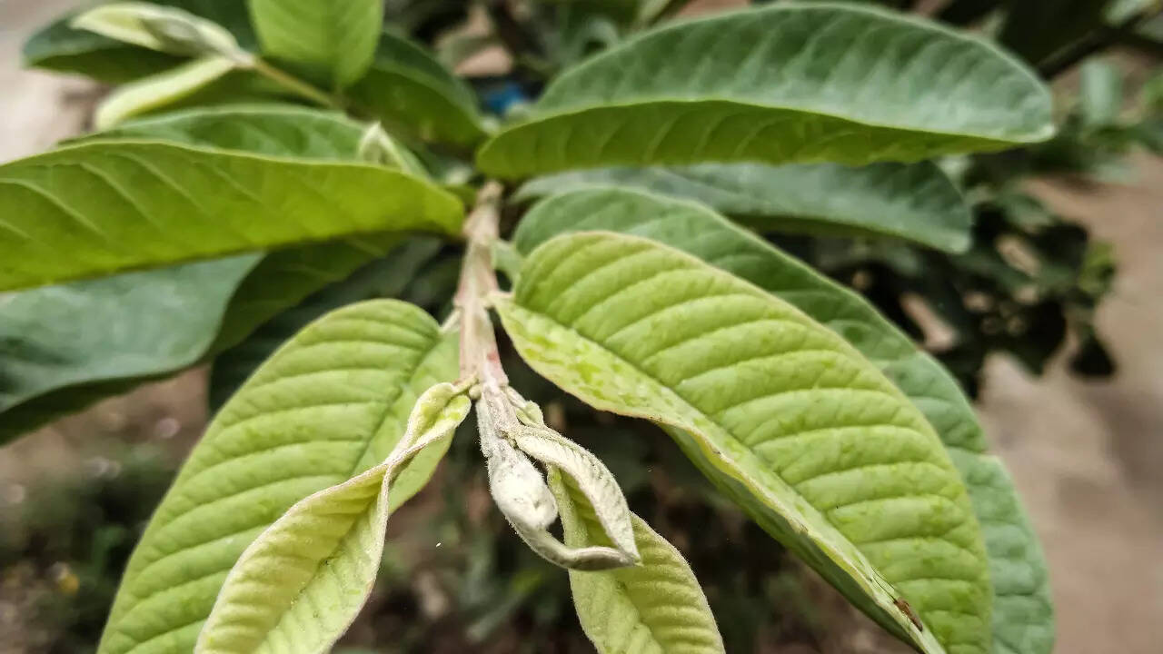 Guava leaf tea for sharp eyes: How to make it at home