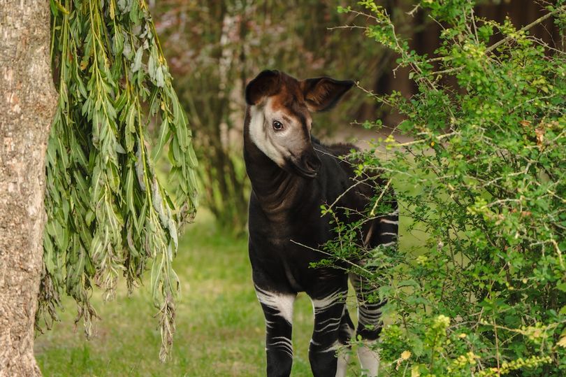 Chester Zoo's endangered animal nicknamed the 'African unicorn'
