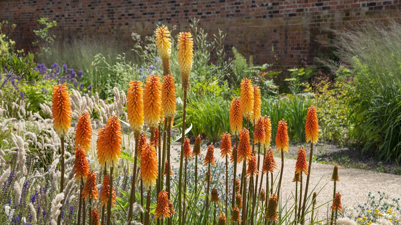 Is it necessary to fertilize red hot pokers? Here's what I do as a ...