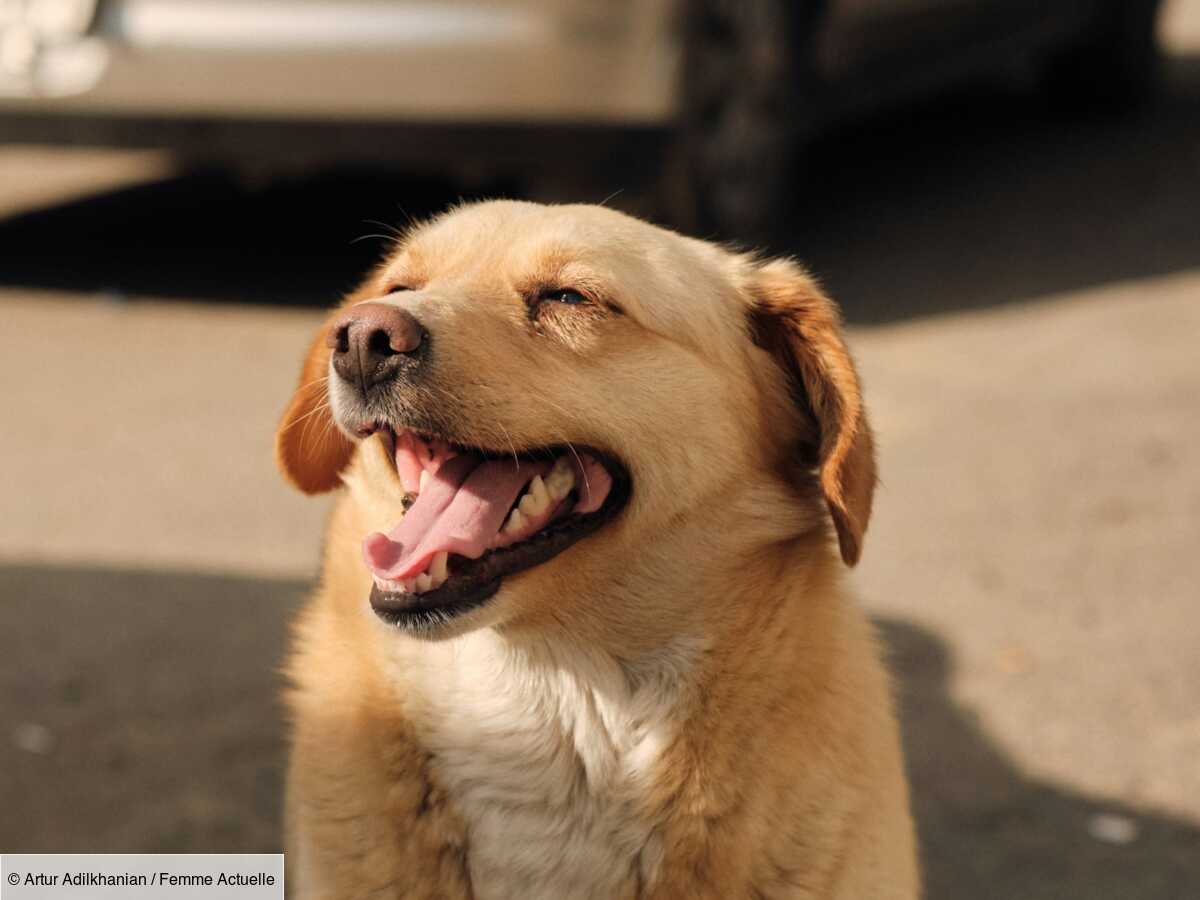Canicule : votre chien a pris un coup chaud ? Voici comment le soulager