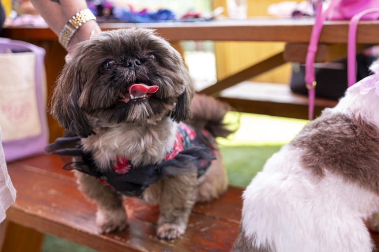 Philly Shih Tzus meet up at Fairmount’s Boozy Mutt