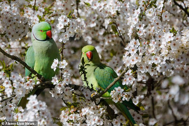 The predator that's set to clip the wings of Britain's growing green ...