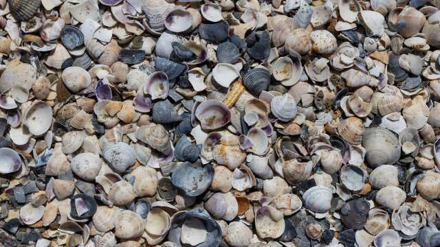 Beachgoer makes shocking realization after picking up seemingly ...