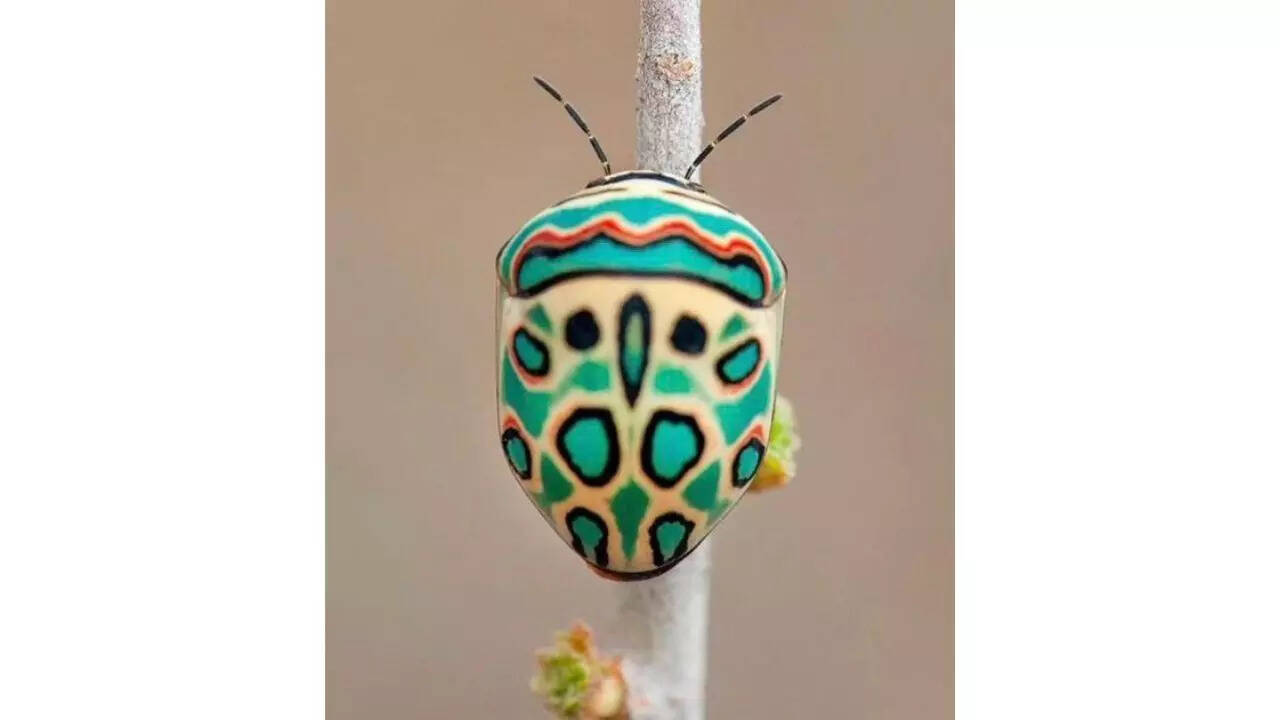 Think Insects Are Ugly? These 5 Will Change Your Mind
