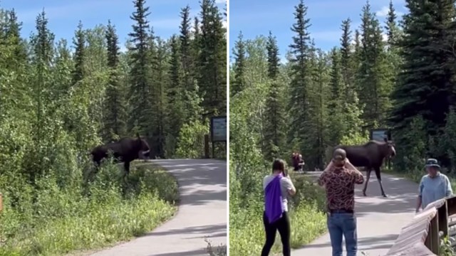 Onlooker captures video of park visitors' reckless actions near massive ...