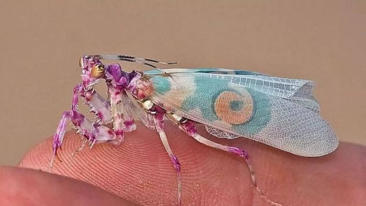 Think Insects Are Ugly? These 5 Will Change Your Mind