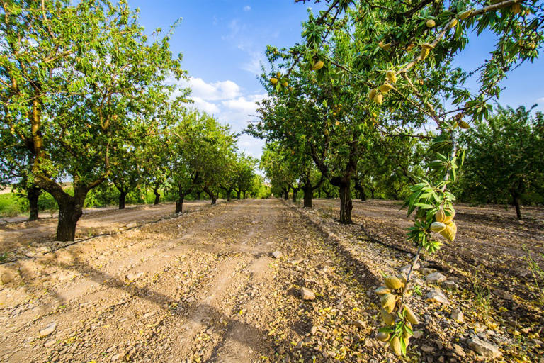 $300M in losses projected for California as almond farms overrun with ...
